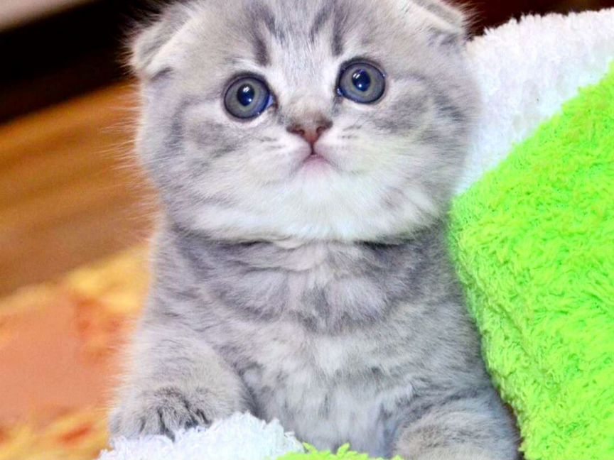 Вислоухие Мишки) окрас Табби