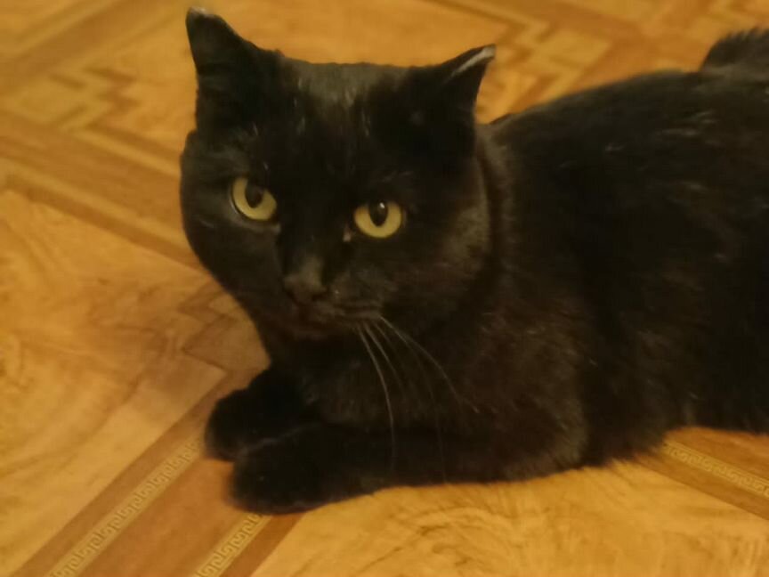 Кошка в дар бесплатно