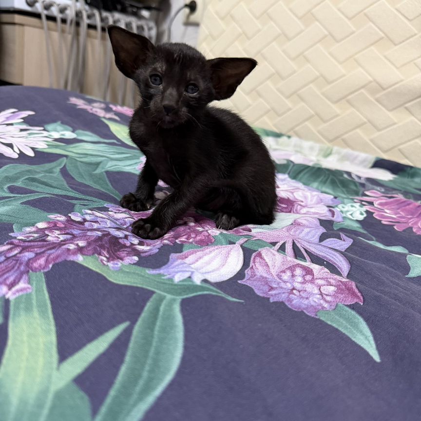 Ориентальный котёнок