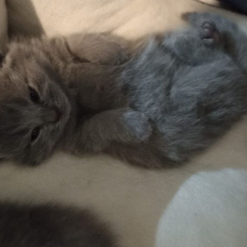 Отличные шотланскин котята