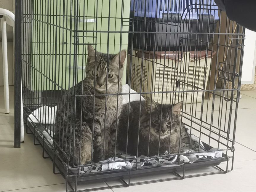 Котята 7 месяцев в клетке