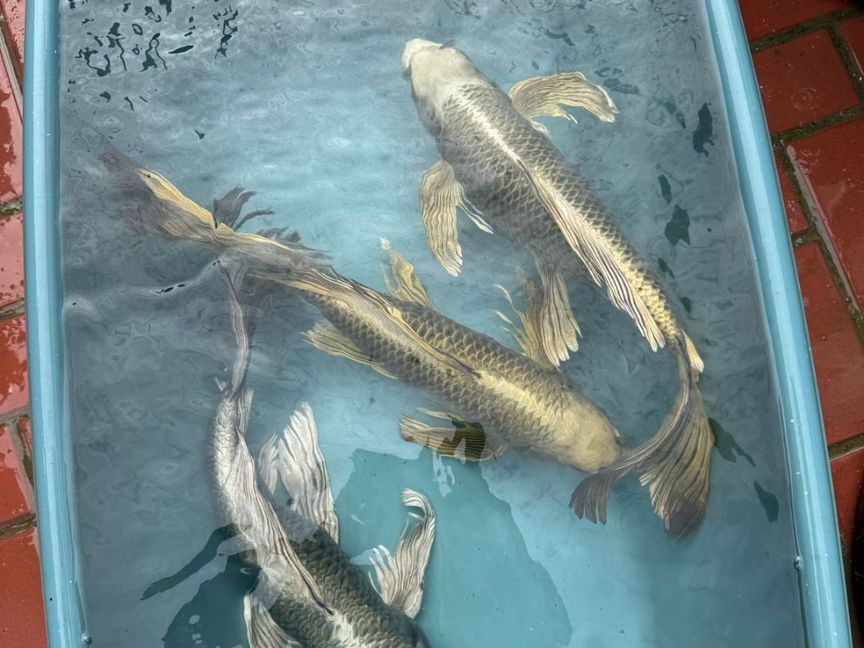 Карп кои батерфляй