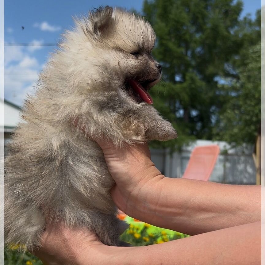 Померанский шпиц, щенок
