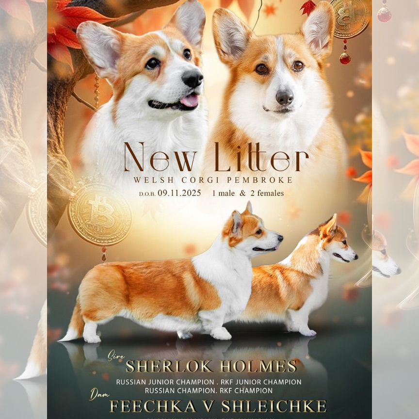 Вельш Корги Пемброк, щенок