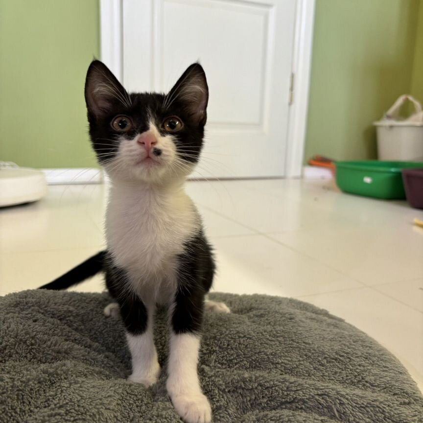 Котенок Артистка