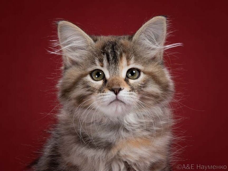 Сибирские котята