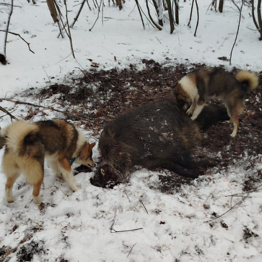 Охотничьи собаки лайки рабочие