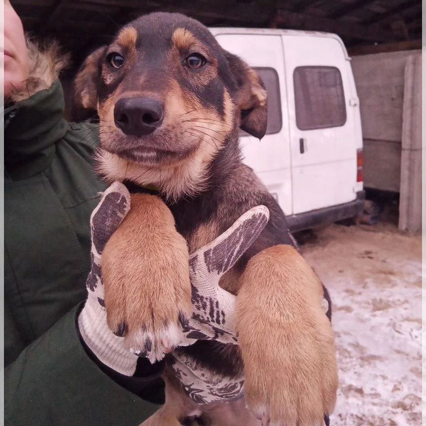 Щенок в добрые руки