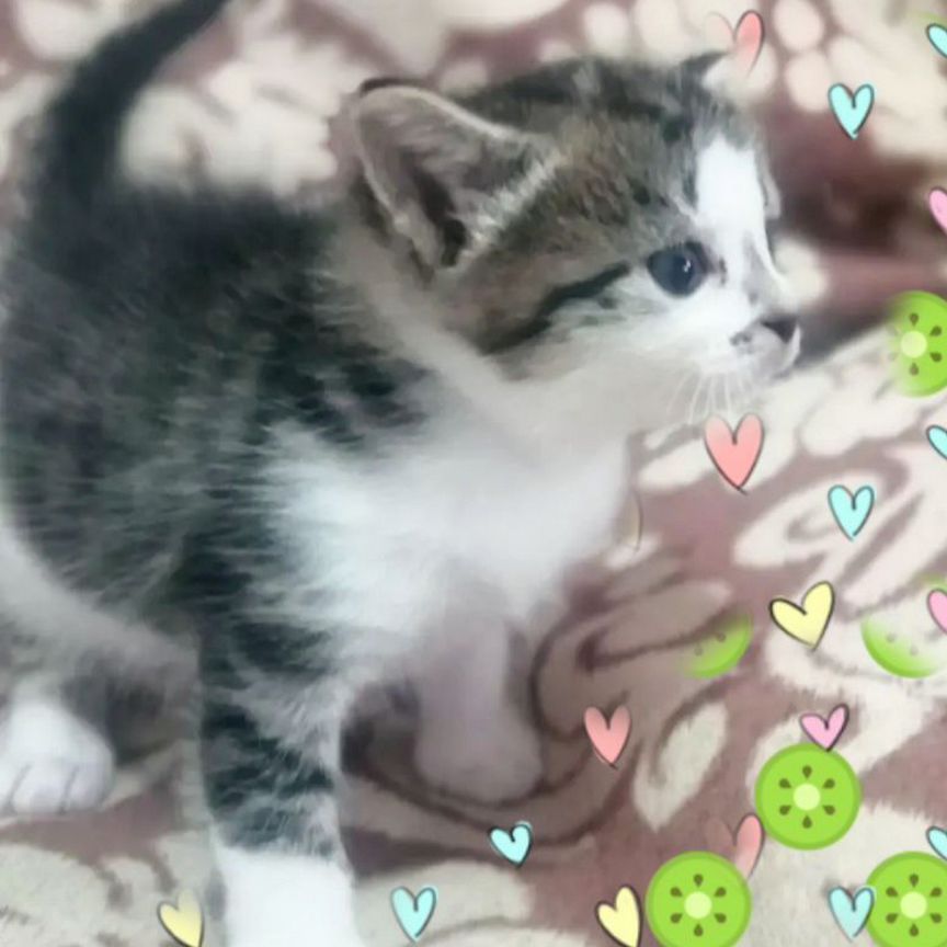 Котёнок в добрые руки