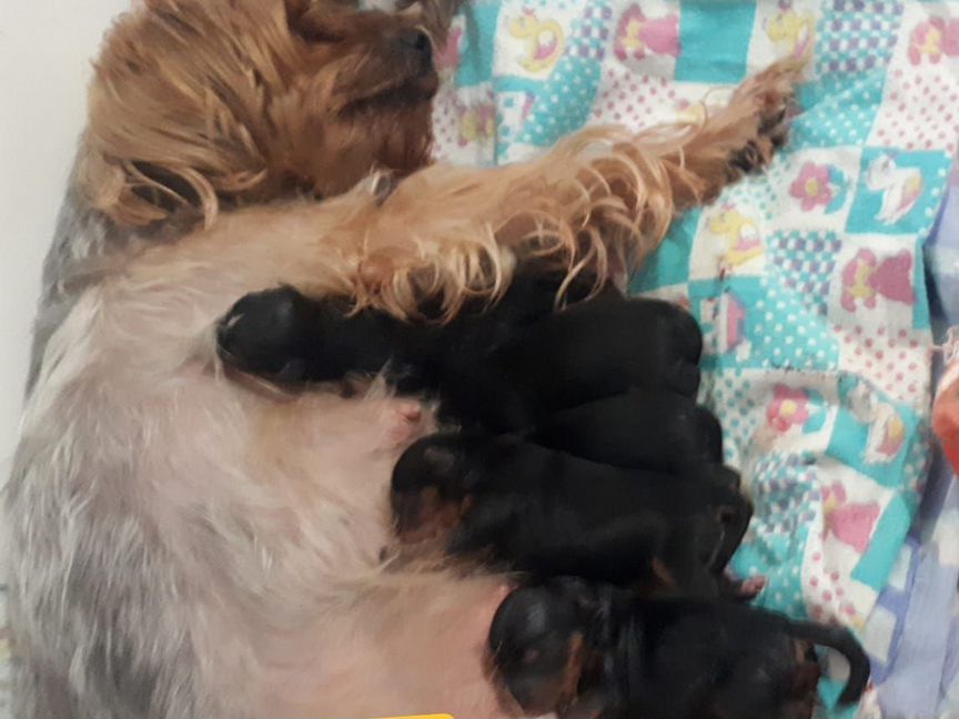 Йоркширский терьер сука