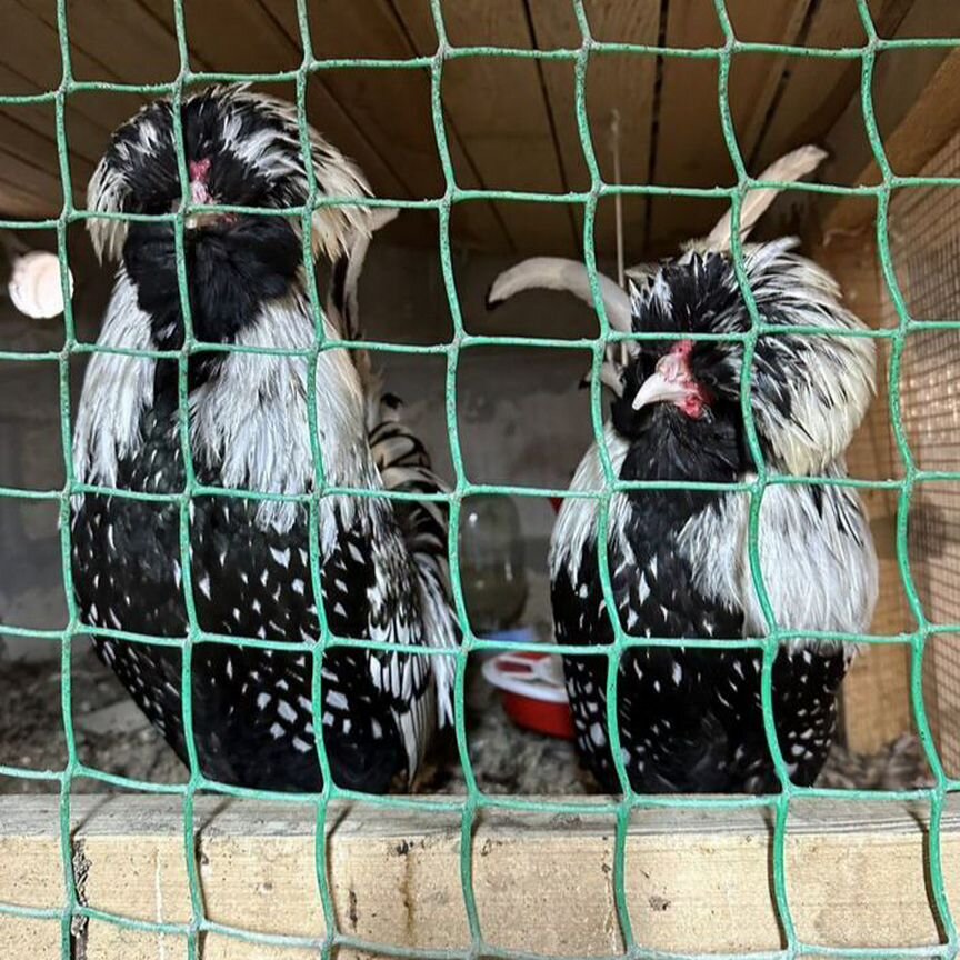 Петух порода падуан