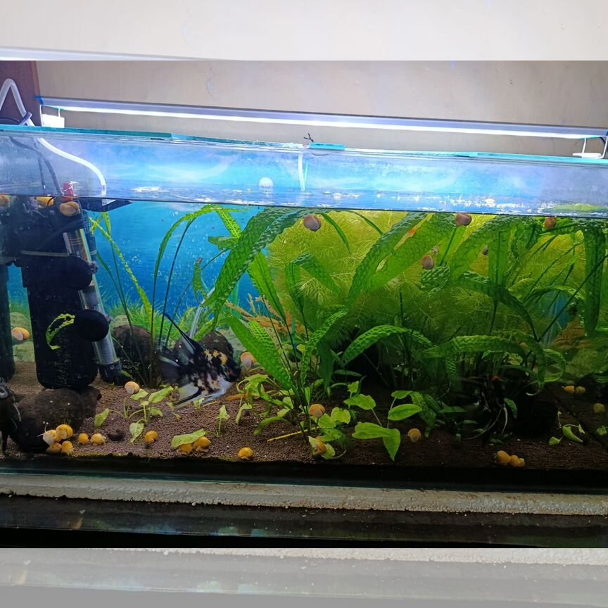 Улитки ампулярии