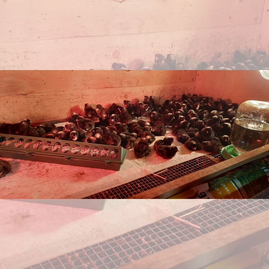 Цыплята несушки Доминант 959