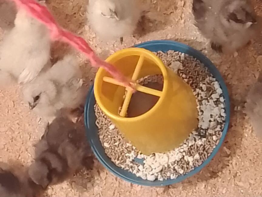 Китайские шёлковые цыплята