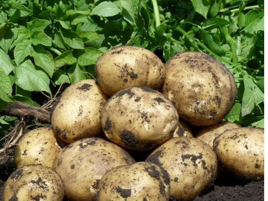 Домашний картофель