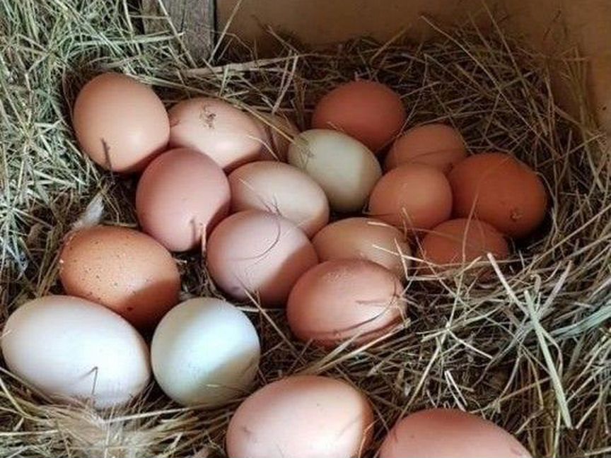 Яйцо куриное домашнее