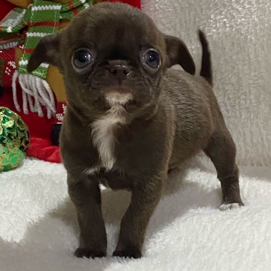 Чихуахуа, щенок