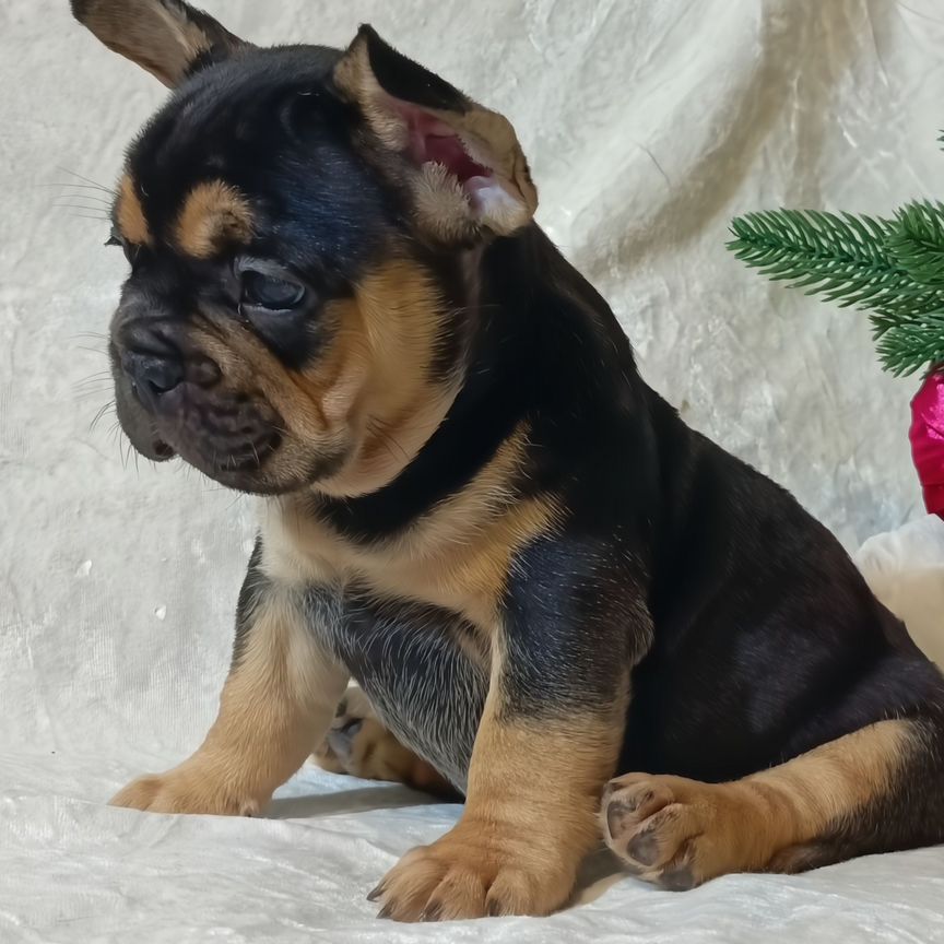 Французский бульдог, щенок