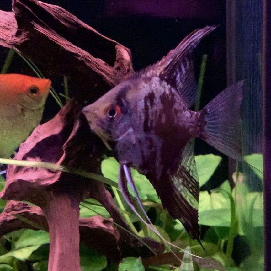 Аквариумные рыбки