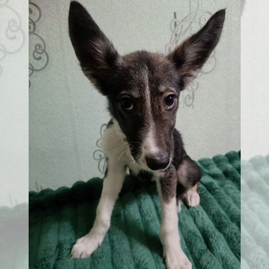 Немецкая овчарка, щенок