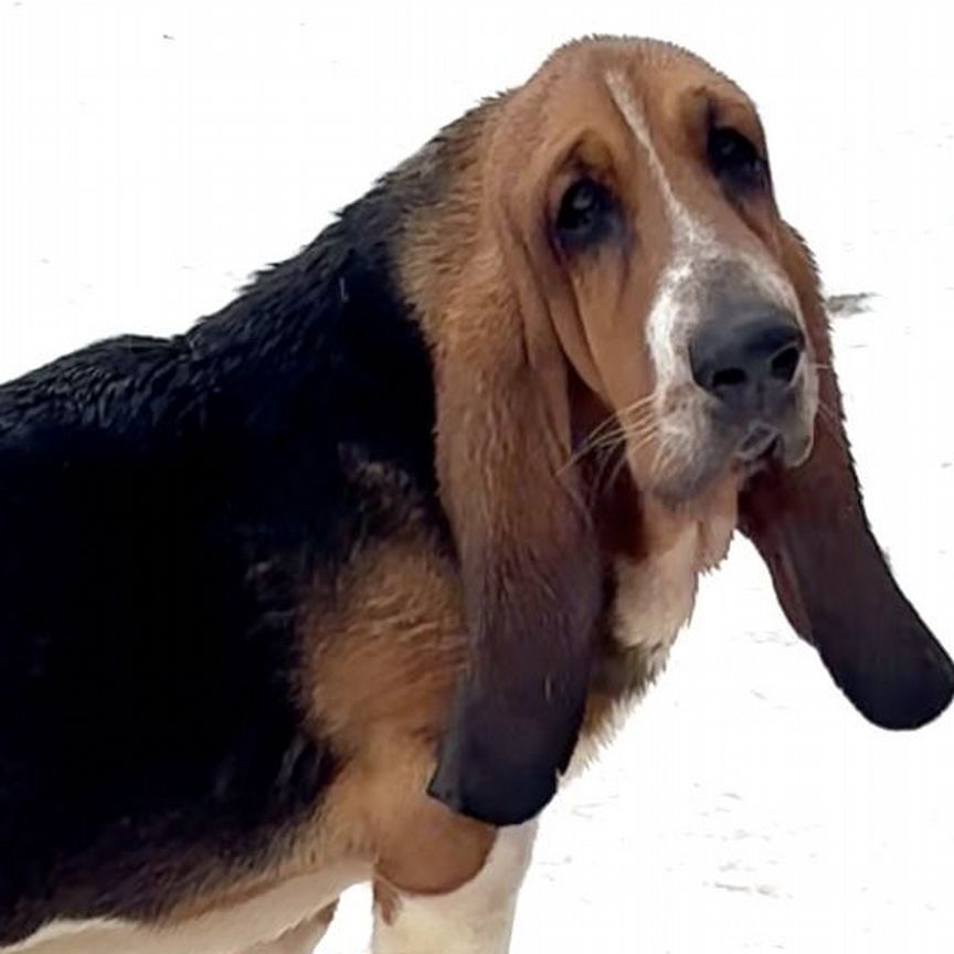 Бассет-хаунд, щенок