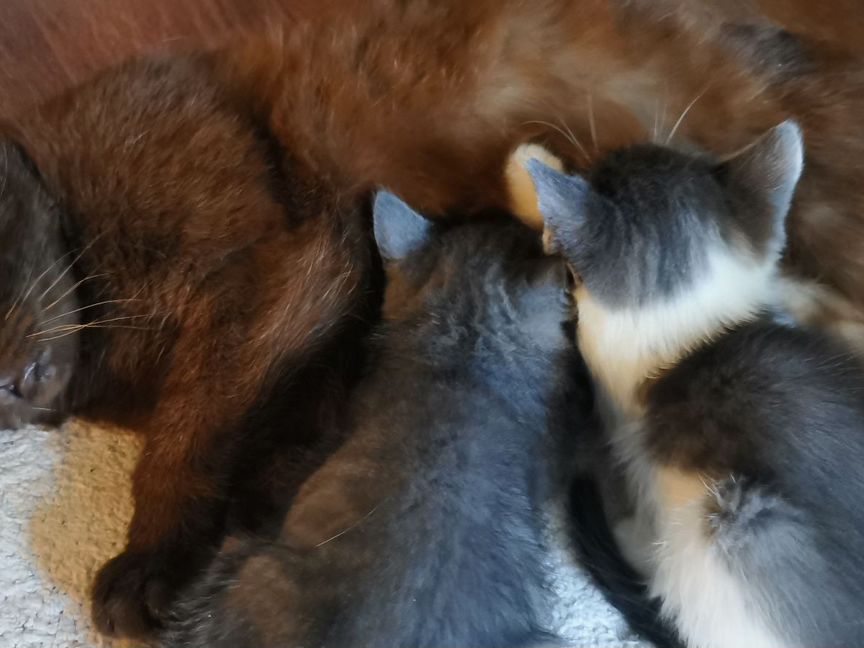 Котята шотландской кошки