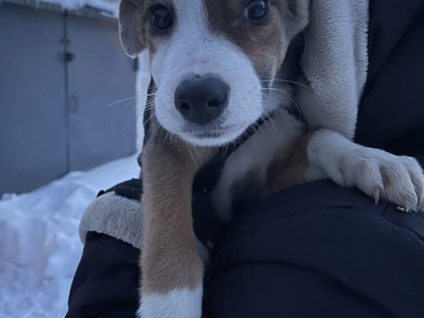 Щенок в добрые руки бесплатно