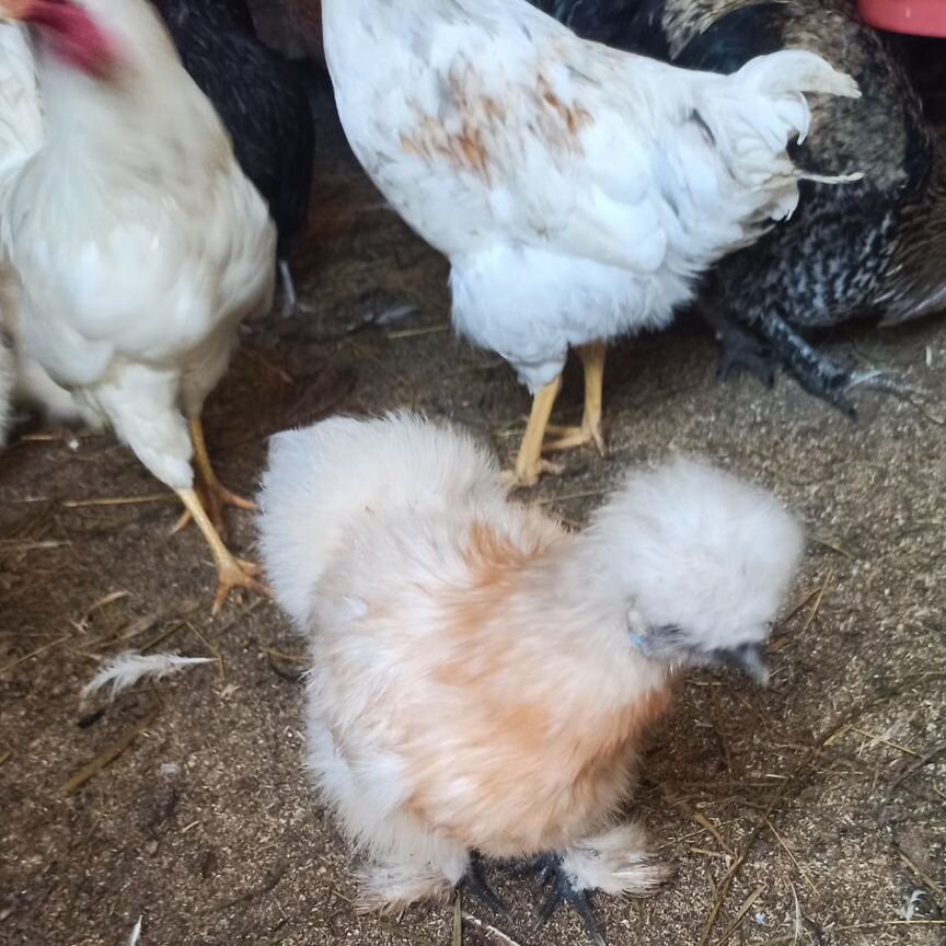 Инкубационное Яйцо китайских шелковых