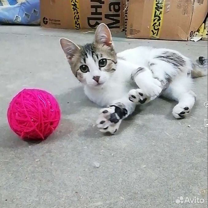 Умный котик. Кот белый. Молодой, игривый