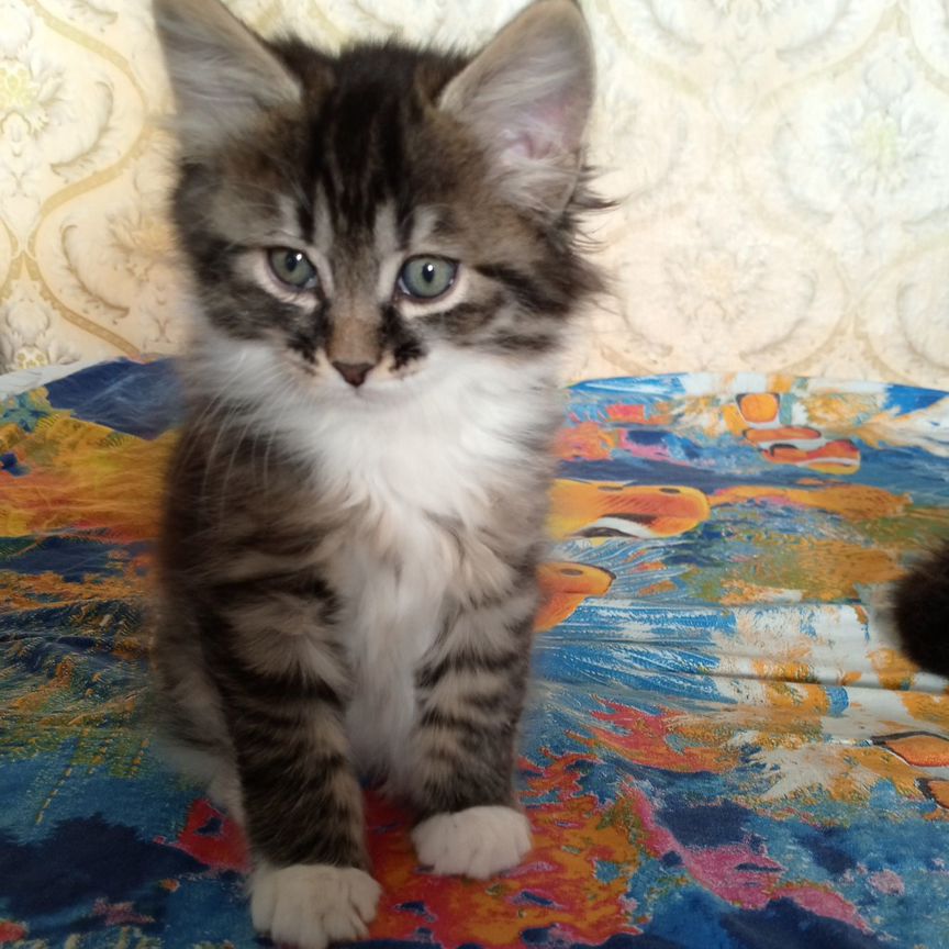 Котёнок в добрые руки