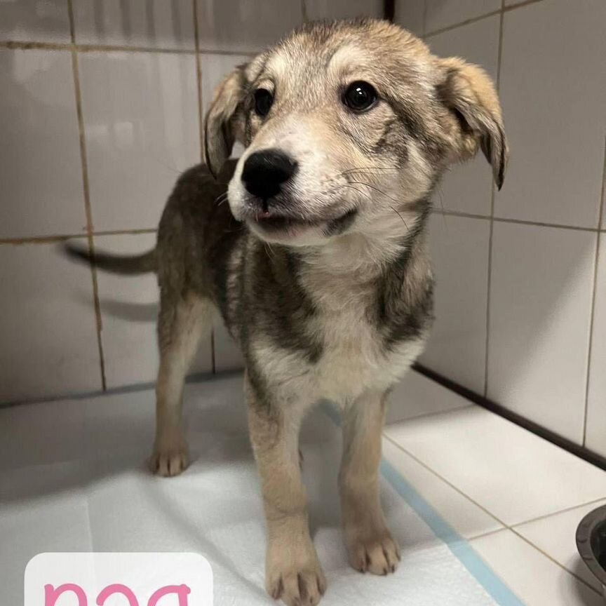 Щенок в добрые руки