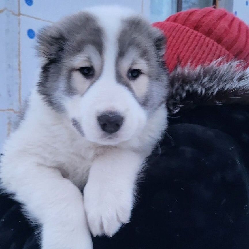 Шикарные щенки от Чемпионов