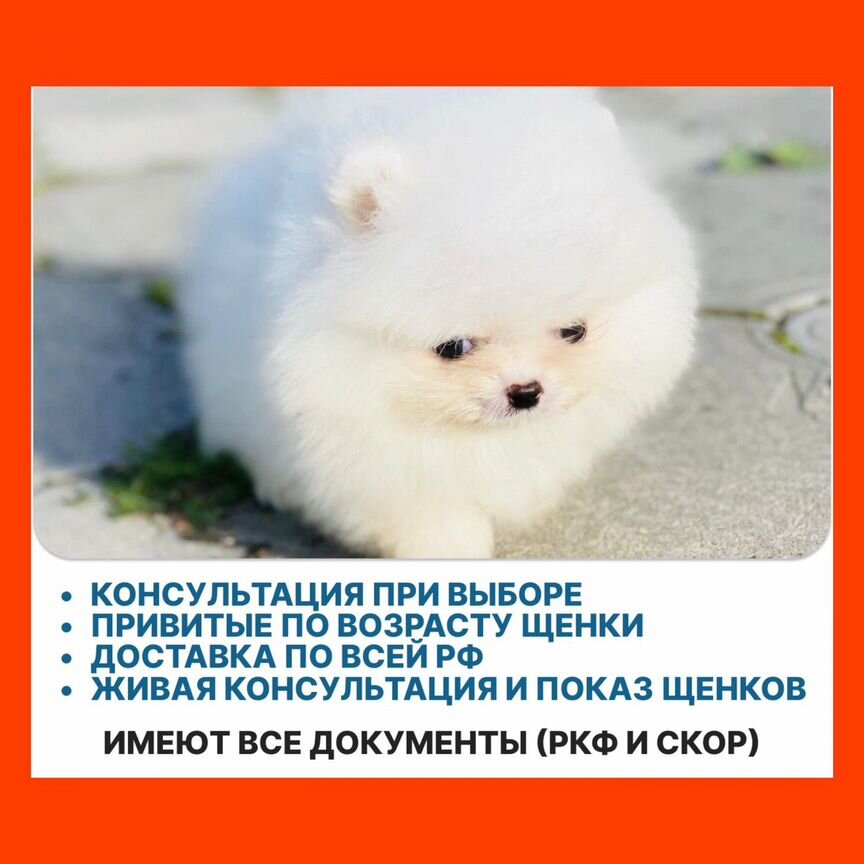 Померанский шпиц мини белый