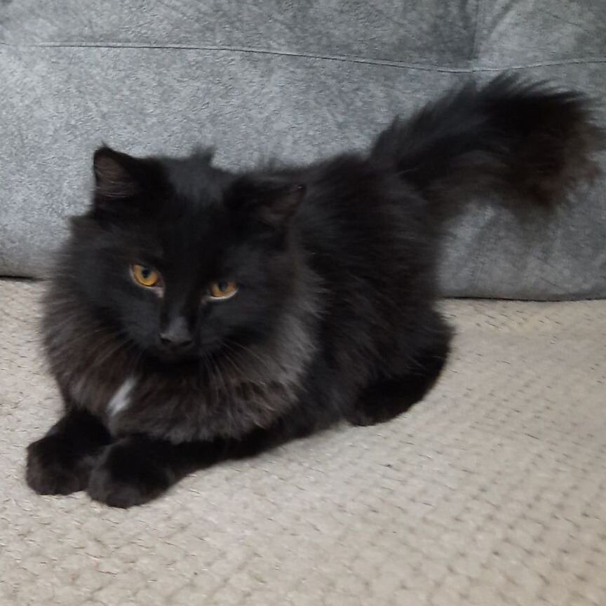 Черный котик