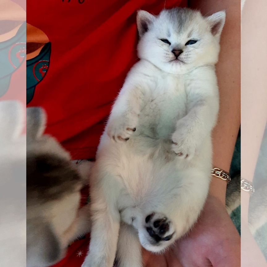 Шотландские котята прямоухие