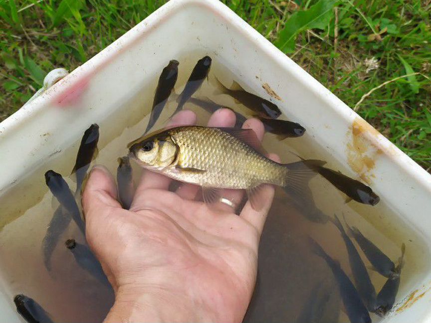 Карась для прудов