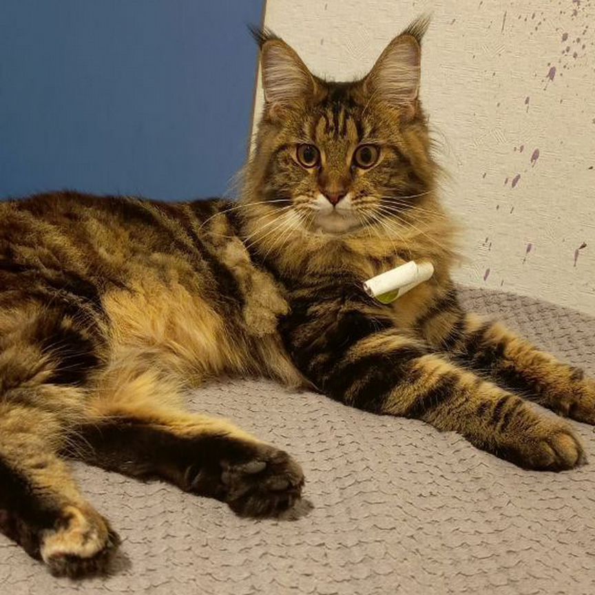 Мейн-кун, взрослая кошка