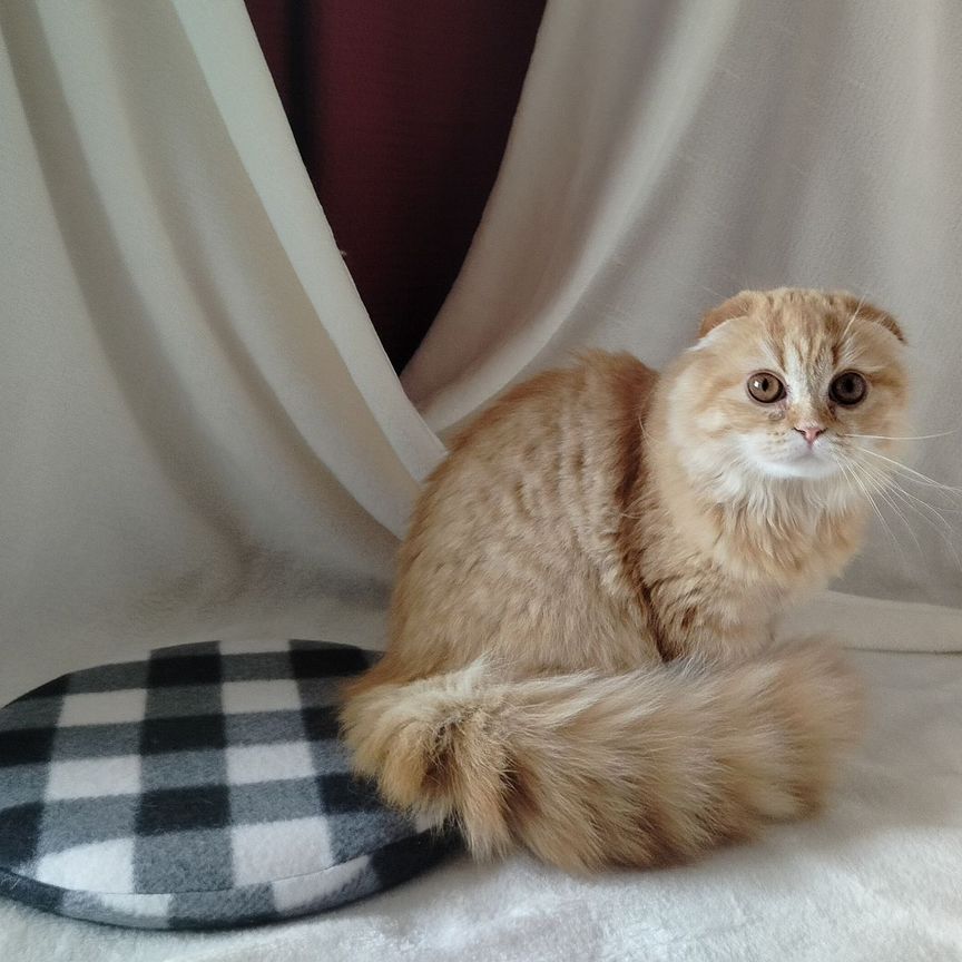 Милые Шотландские котята