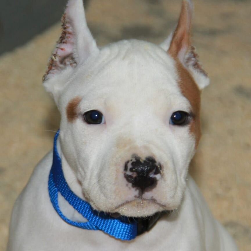 Американский стаффордширский терьер, щенок