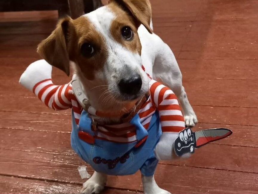 Костюм пирата для собаки