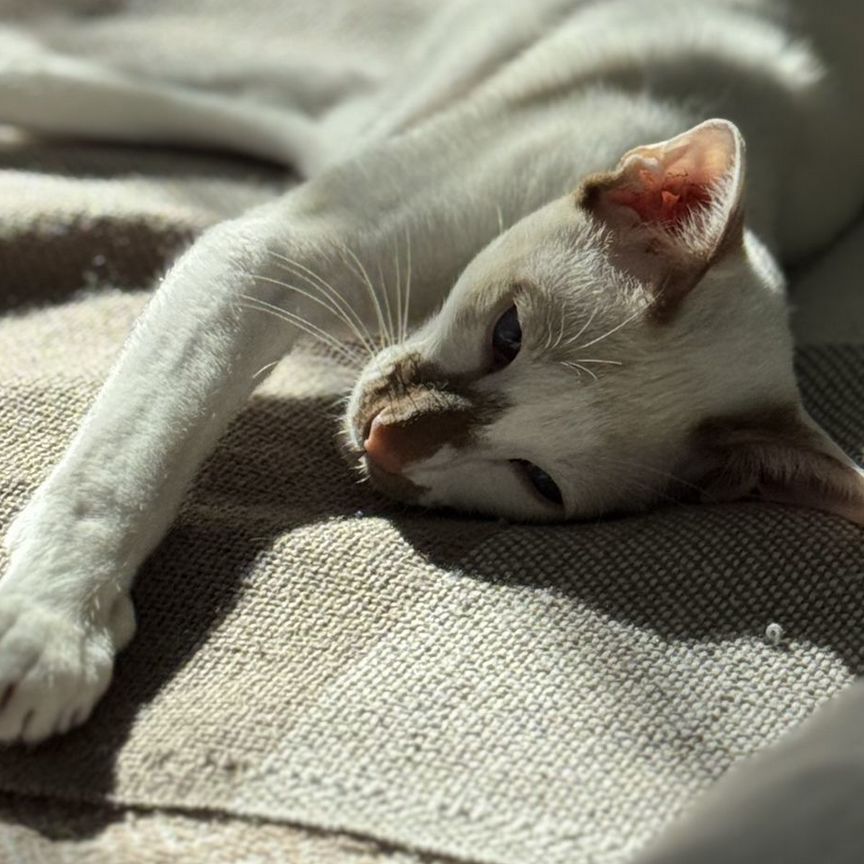 Ориентальная, взрослая кошка