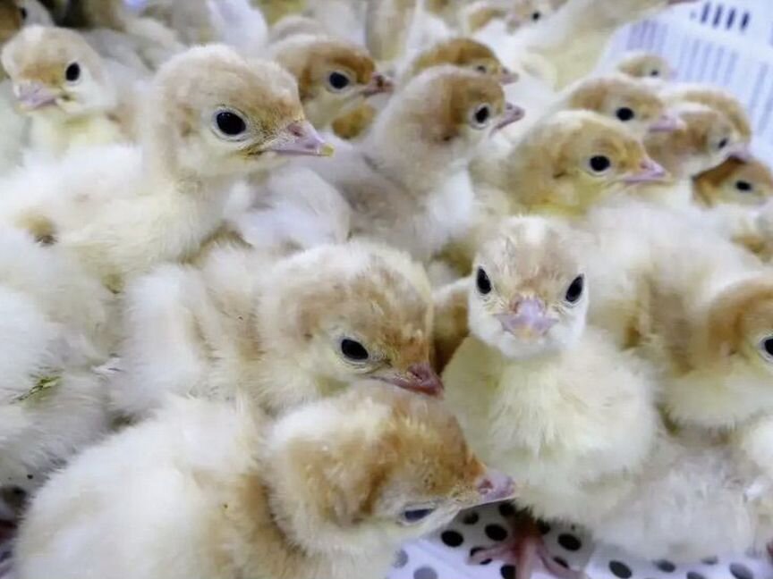 Индюшата Хайбрид Грейд Мейкер