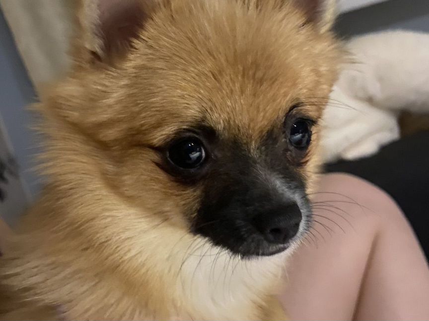 Собака мини шпиц