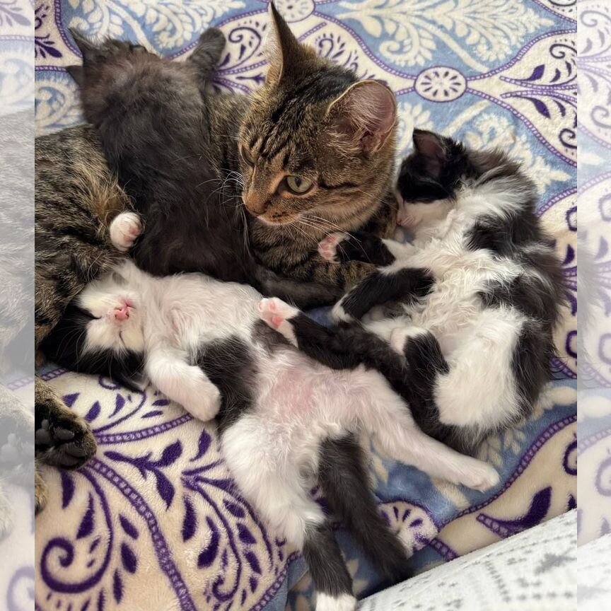 Котята отдам бесплатно