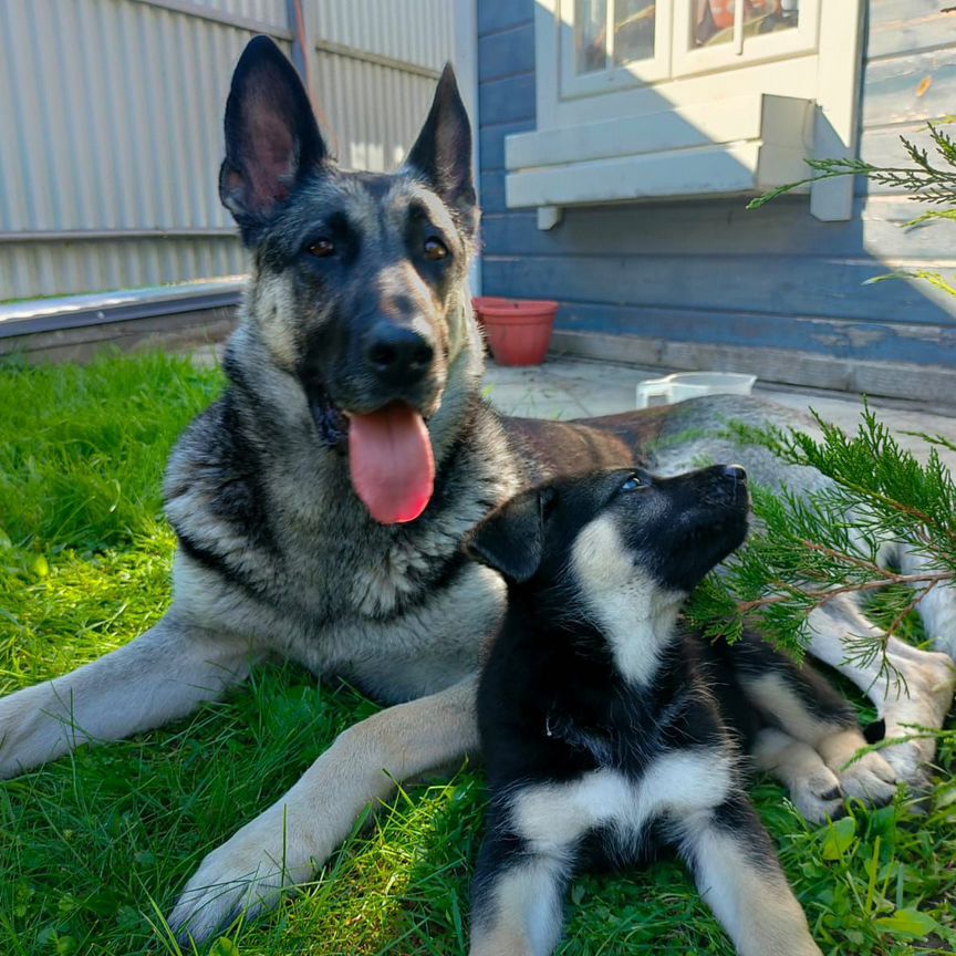 Восточно-европейская овчарка премиальные собаки