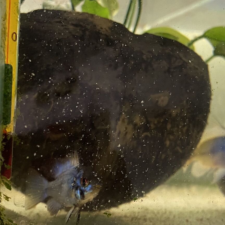 Апистограмма электрик блю