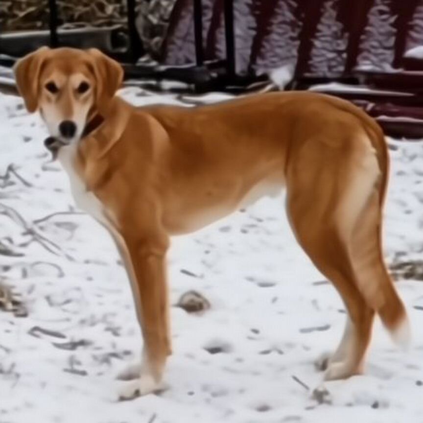 Русская псовая борзая, щенок