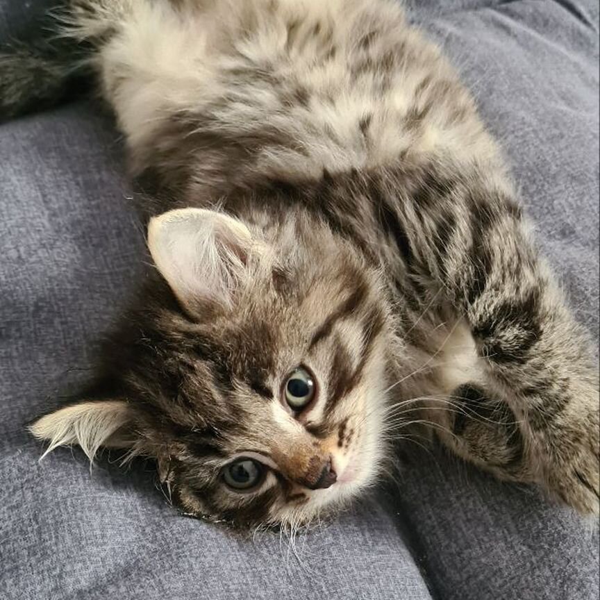 Котята