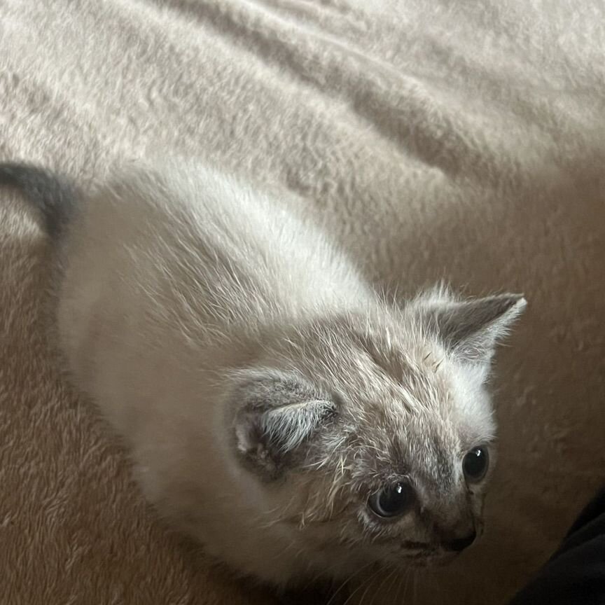 Котенок тайский в добрые руки