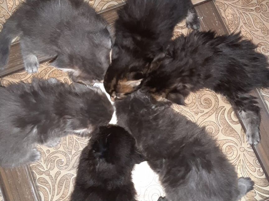 Отдам котят в добрые руки